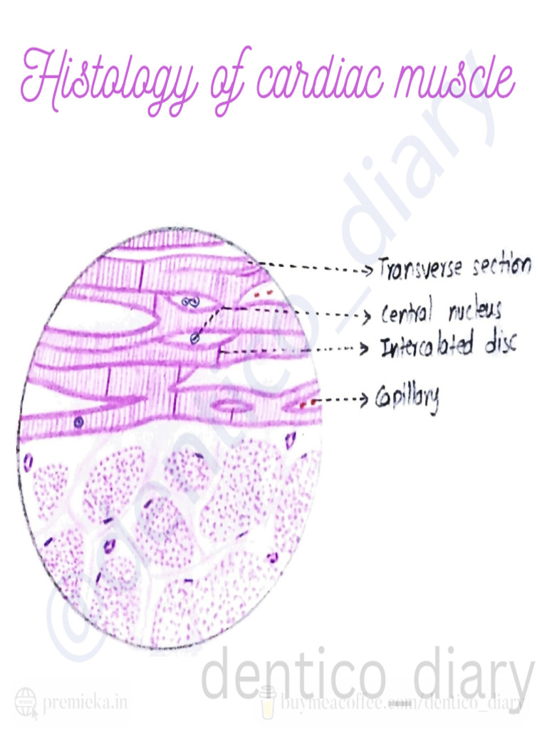Histology of Cardiac Muscle | PDF