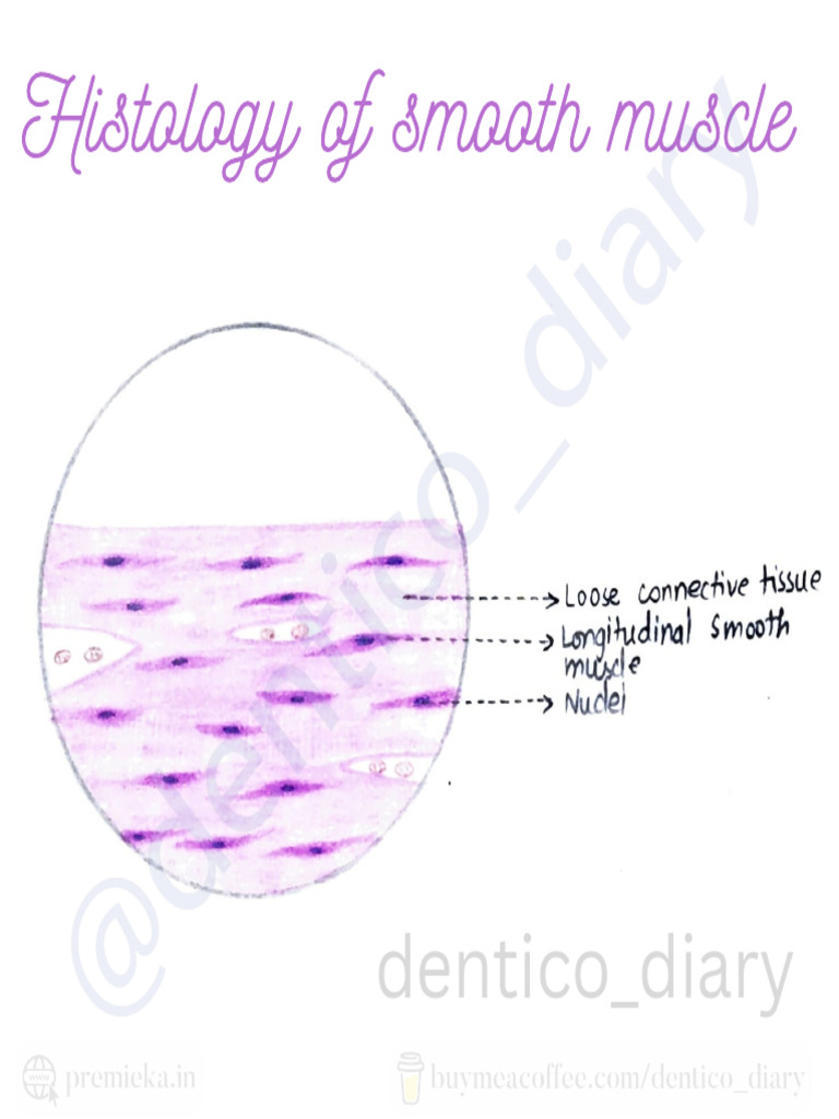 Histology of Smooth Muscle | PDF