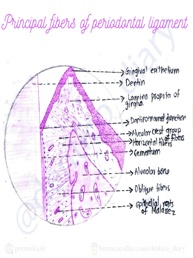 Principal Fibers of Periodontal Ligament | PDF