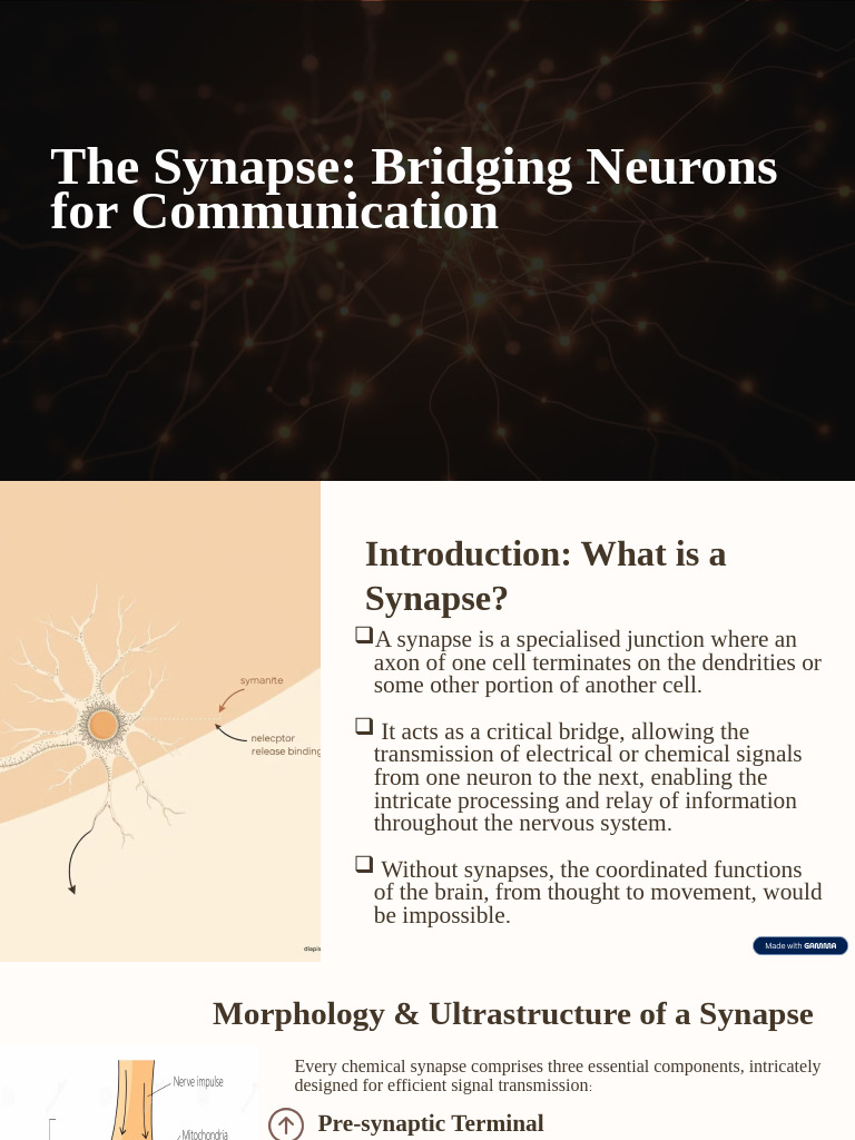 The Synapse Bridging Neurons For Communication | PDF | Chemical Synapse ...