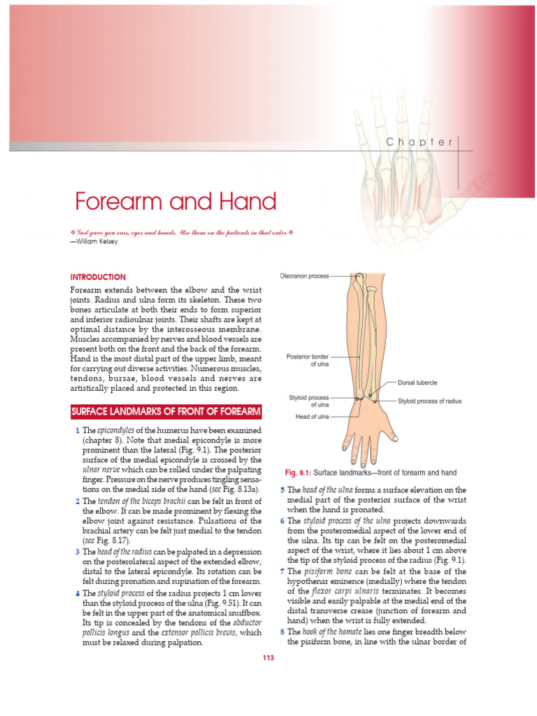 Forarm and Hand | PDF | Thumb | Hand
