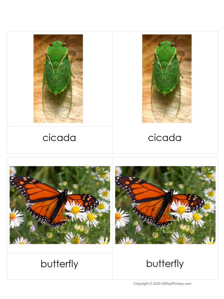 Insect Species List and Descriptions | PDF