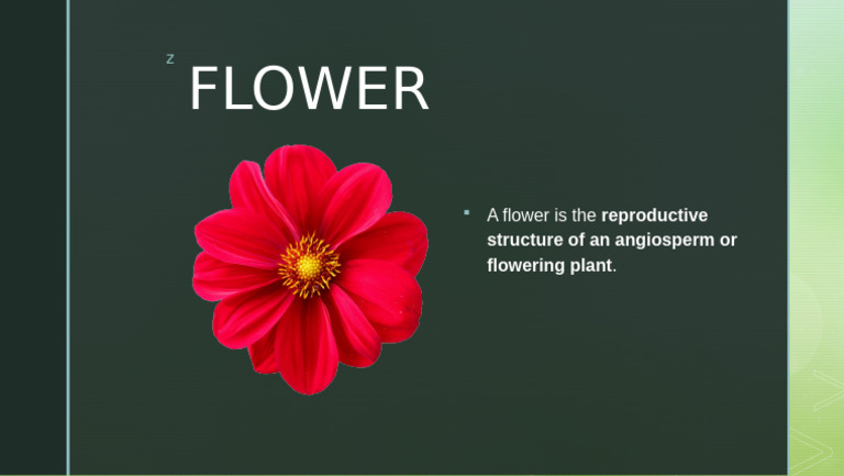 FLOWER | PDF