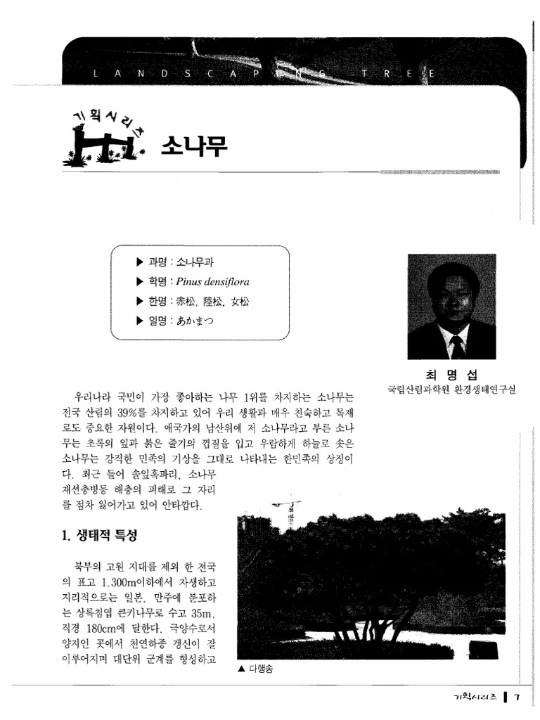 Pine Tree | PDF