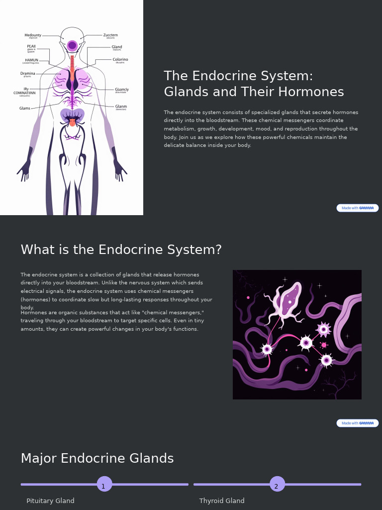 Endocrine System: Glands & Hormones Explained | PDF | Endocrine System ...