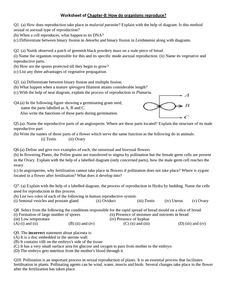 Organism Reproduction Overview Worksheet | PDF | Reproduction ...