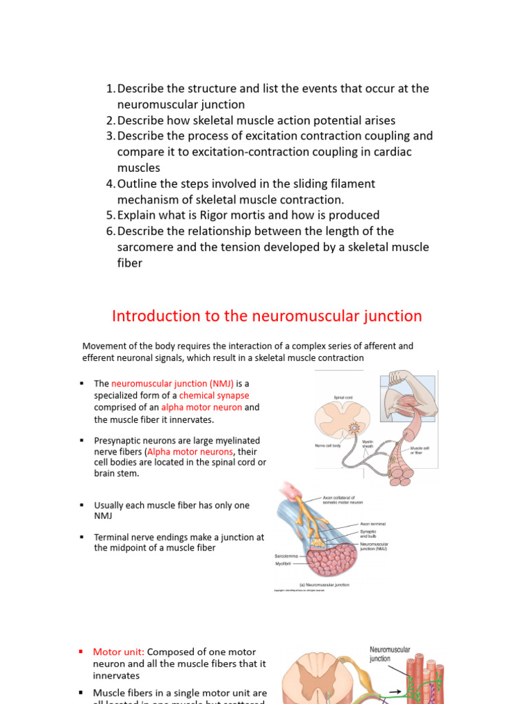 L 24 DR Hussein Sakr Summer 2020 | PDF | Neuromuscular Junction ...