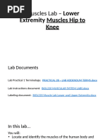Hip Flexion MMT Grading Guide | PDF