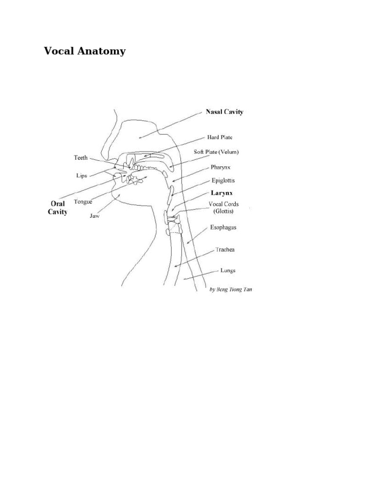Vocal Anatomy | PDF