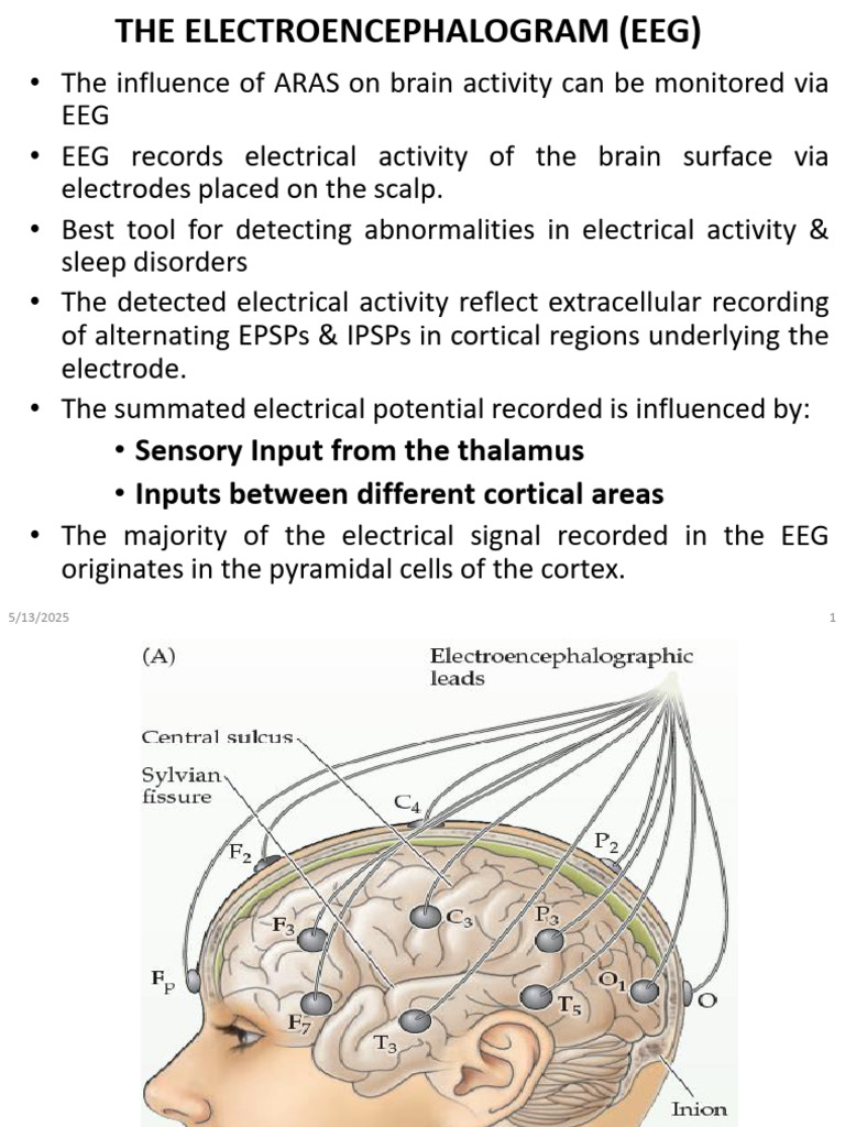 Understanding EEG: Brain Waves & Functions | PDF ...