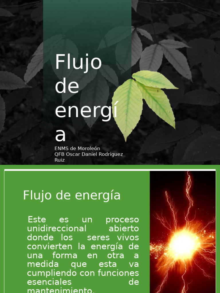 Flujo de Energía en Ecosistemas | PDF | Ecología | Ecología de sistemas