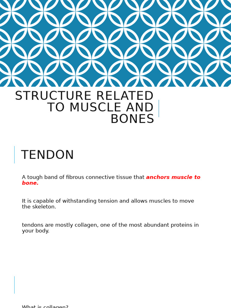 Muscle and Connective Tissue Structures | PDF | Connective Tissue | Tendon