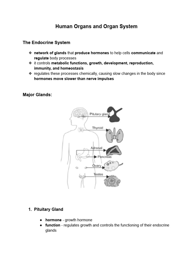 Understanding the Endocrine System | PDF | Luteinizing Hormone ...