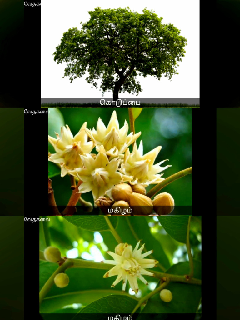 Meivazhi Trees List 1 | PDF