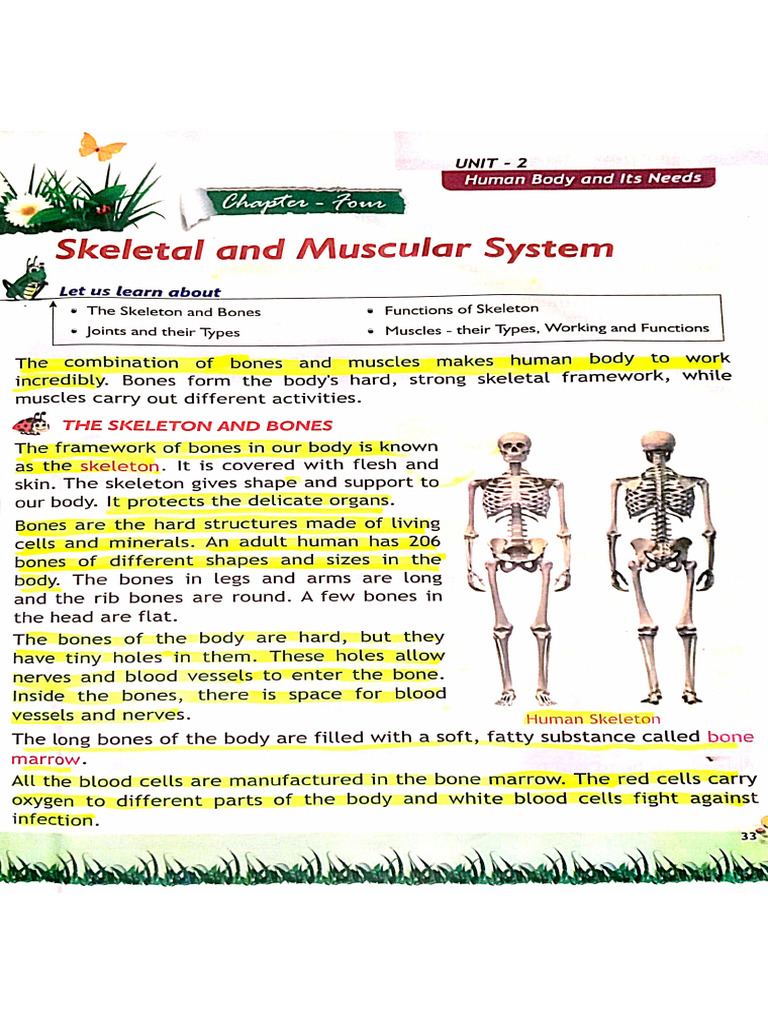Human Skeletal and Muscular Systems | PDF | Muscle | Skeleton