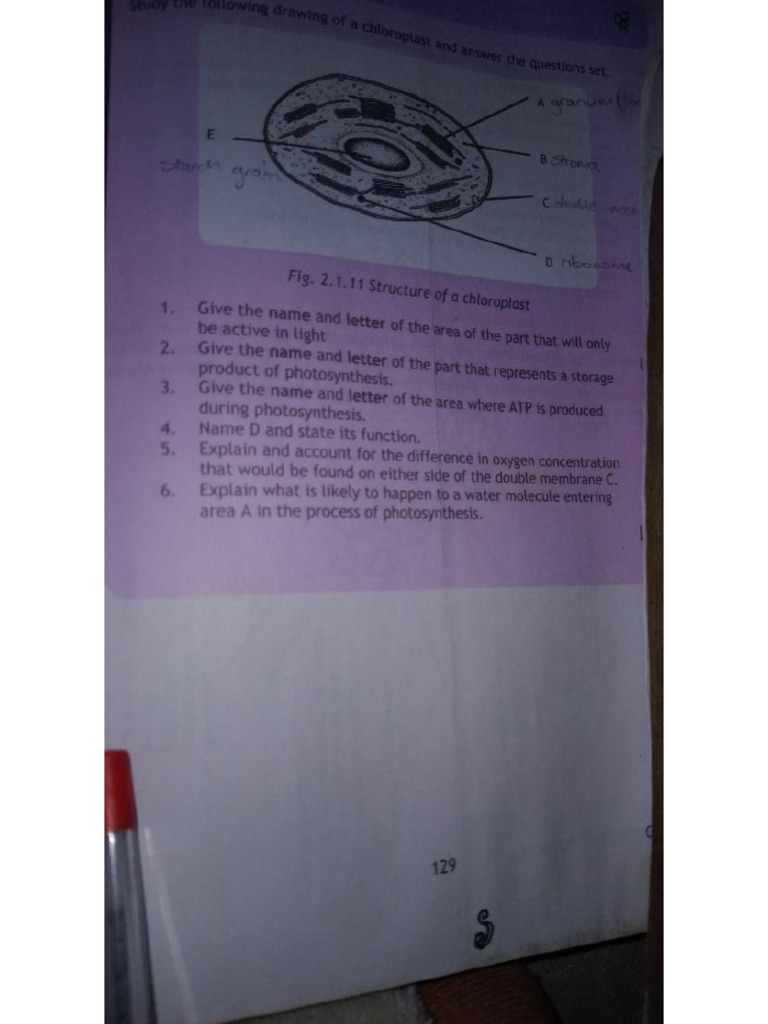 Photosynthesis Grade 11 | PDF