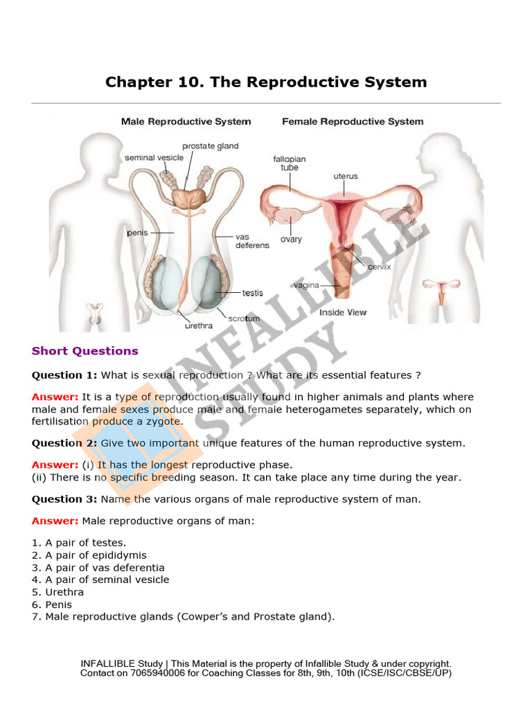Overview of Human Reproductive System | PDF | Menstrual Cycle | Uterus