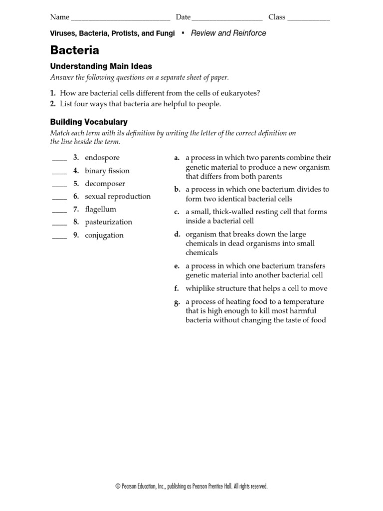 Bacteria Worksheet and Answer Key | PDF
