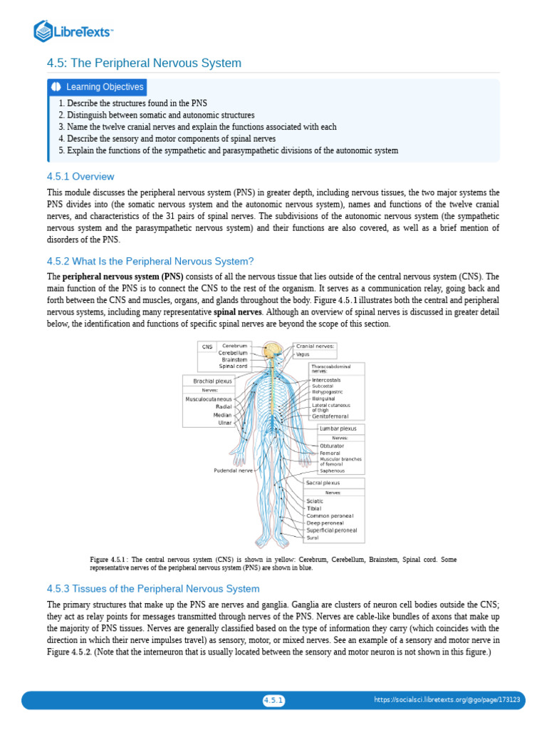 4.05 The Peripheral Nervous System | PDF | Motor Neuron | Central ...