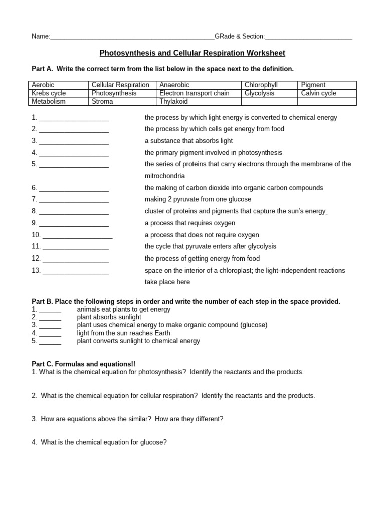 Photosynthesis and Respiration Review Sheet | PDF | Cellular ...