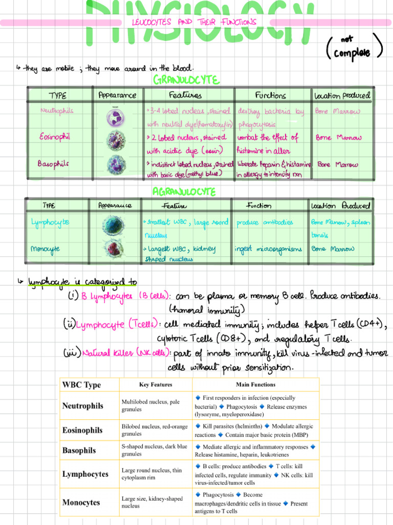 Leukocytes and Their Classification | PDF | White Blood Cell | Granulocyte