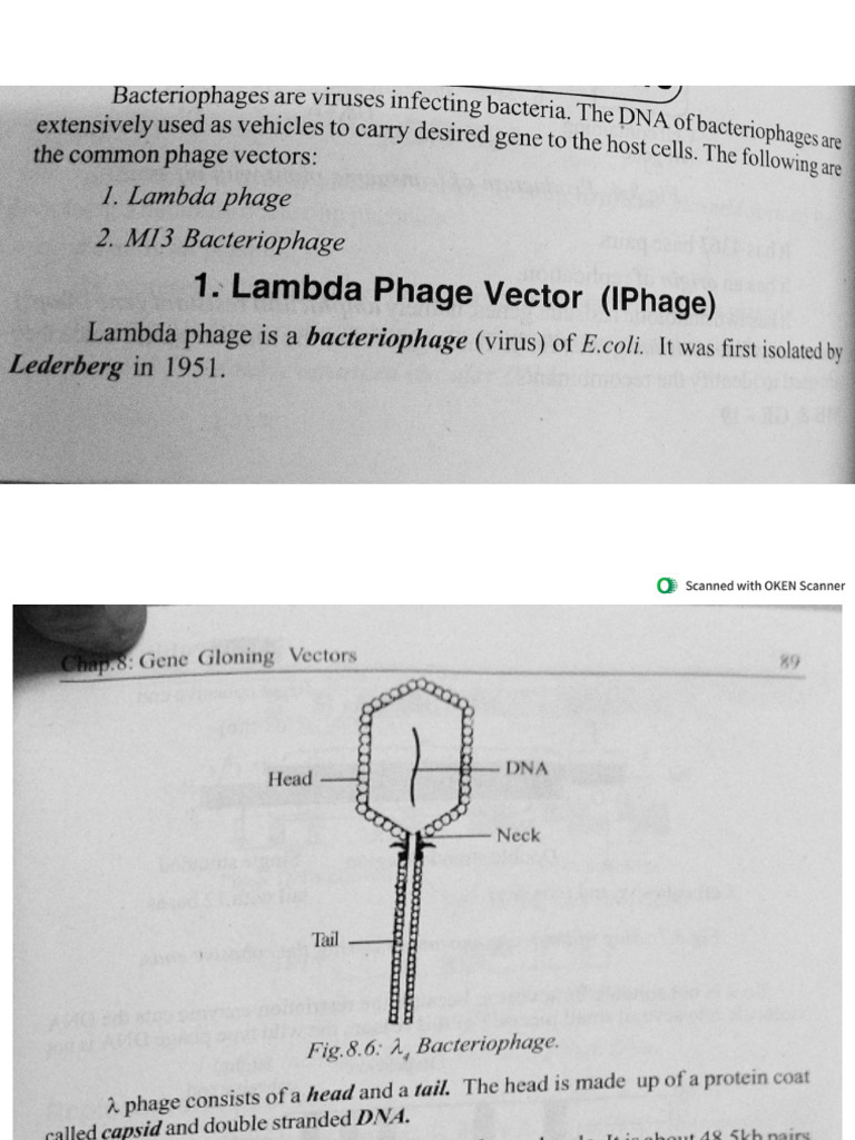 Lambda Vector - Insertional Vector and . | PDF