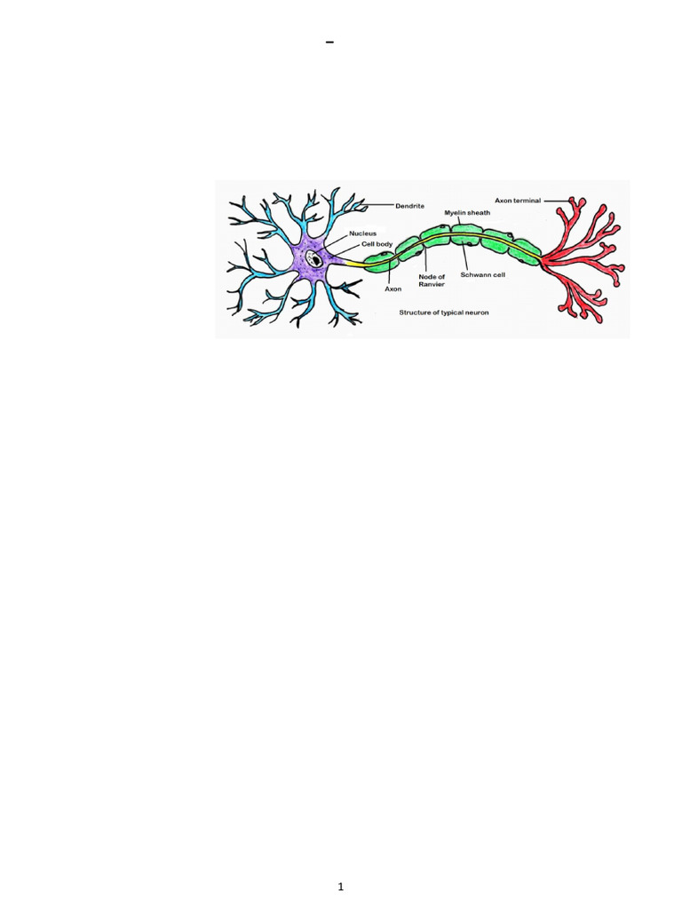 Control and Coordination - 10th | PDF | Nervous System | Neuron