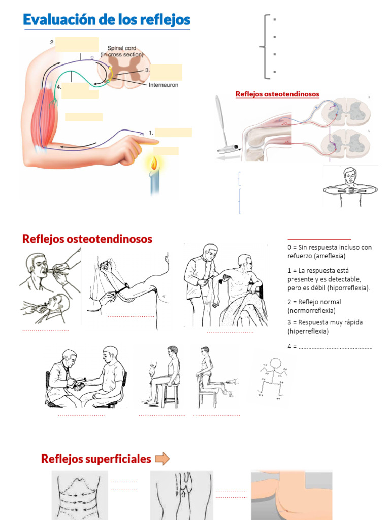 Evaluación de Los Reflejos | PDF | Sistema nervioso