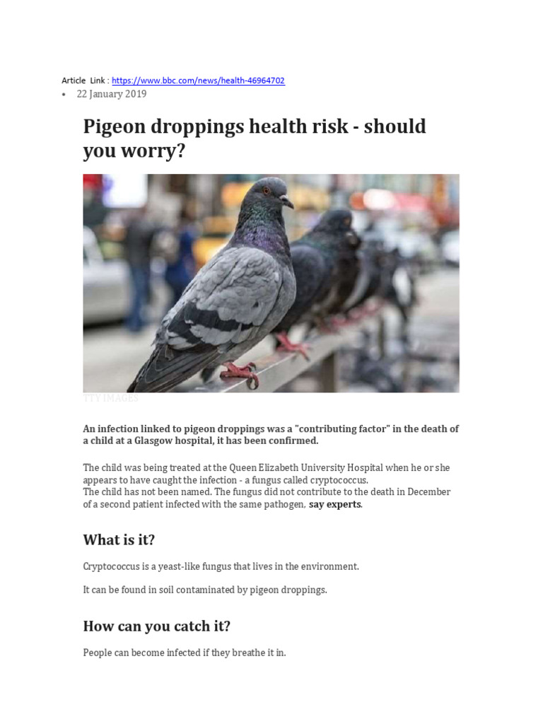 Health Hazards Due Pigeon Poop | PDF | Infection | Pathogen