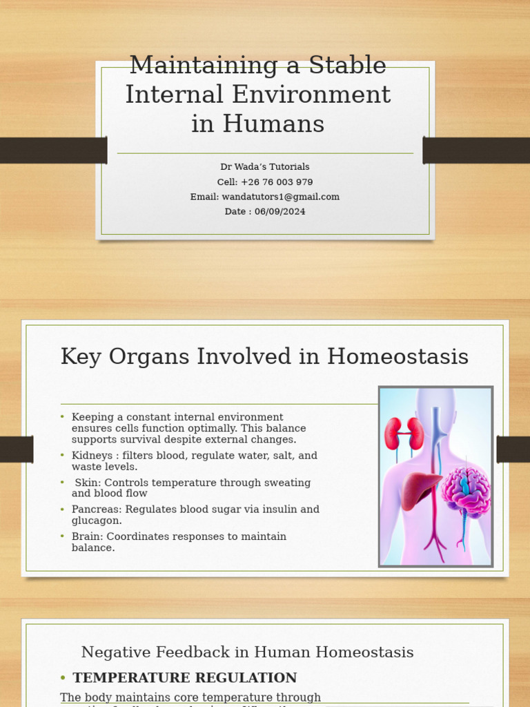 Maintaining A Stable Internal Environment in Humans | PDF