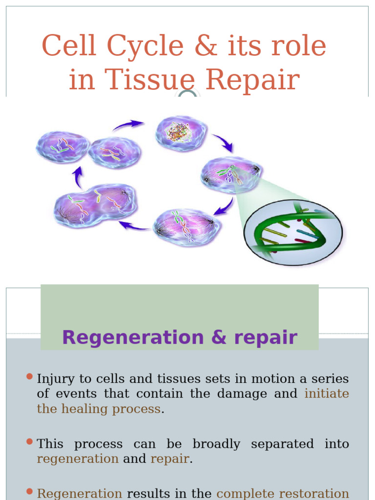 Cell Cycle and Tissue Repair Mechanisms | PDF | Cell Cycle | Wound Healing