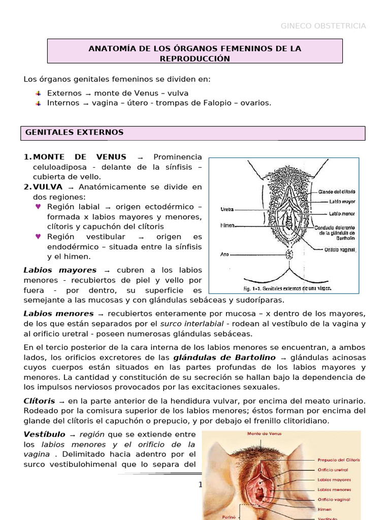 Anatomía de los Órganos Genitales Femeninos | PDF | Labios | Vagina
