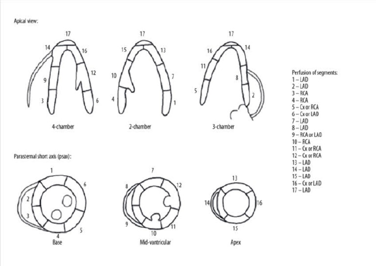 Cardiac Segments | PDF