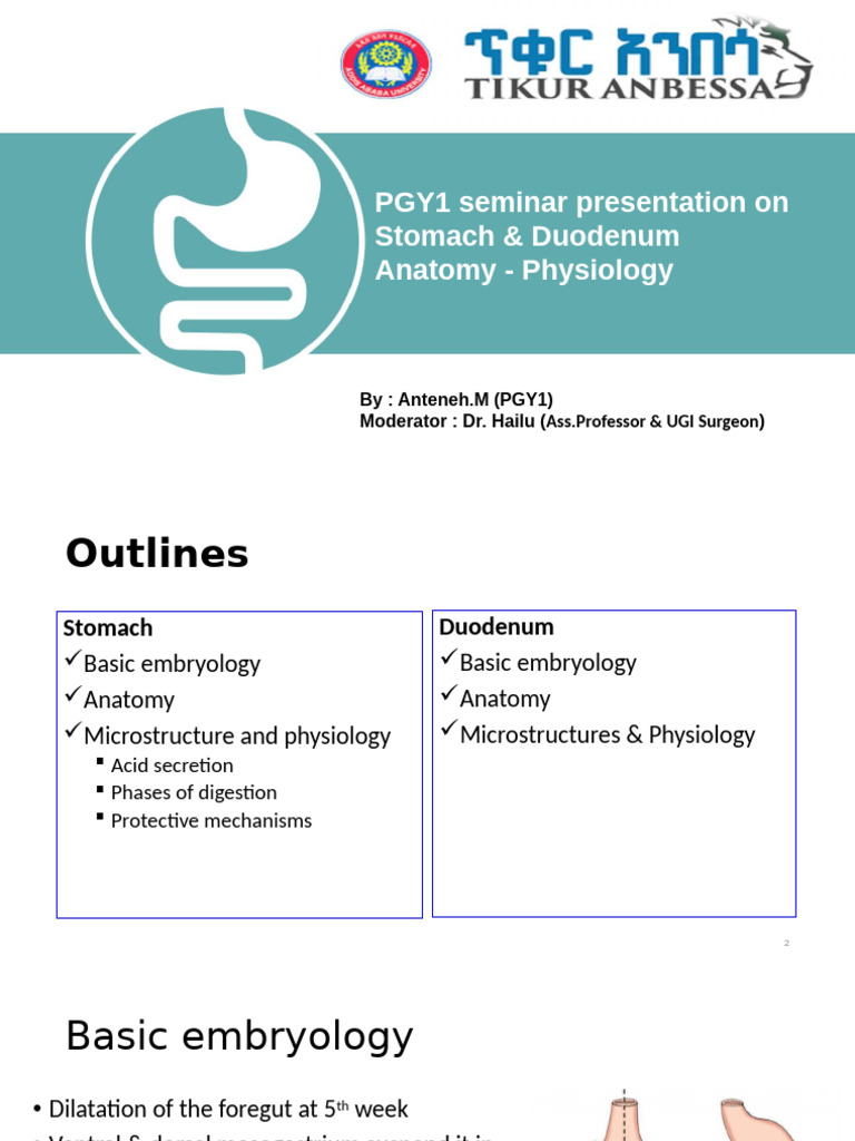 1 Anatomy of Stomach and Duodenum | PDF | Stomach | Pancreas