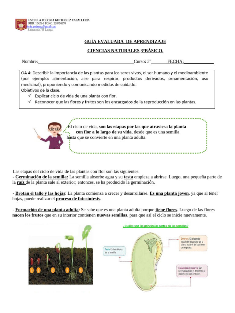Ciclo de Vida de Plantas con Flor | PDF | Flores | Plantas