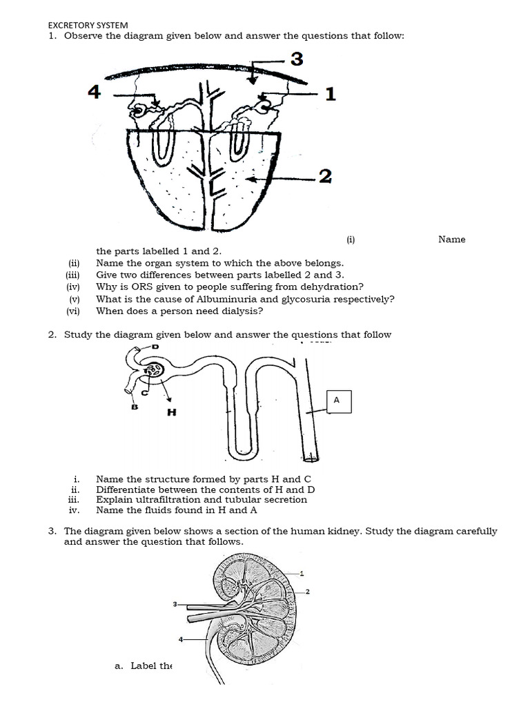 Excretory System Worksheet for Class 7 | PDF | Kidney | Urinary System