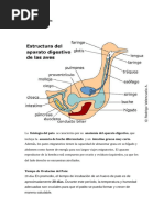 Partes de Una Gallina y Sus Funciones | PDF | Pollo | Pluma