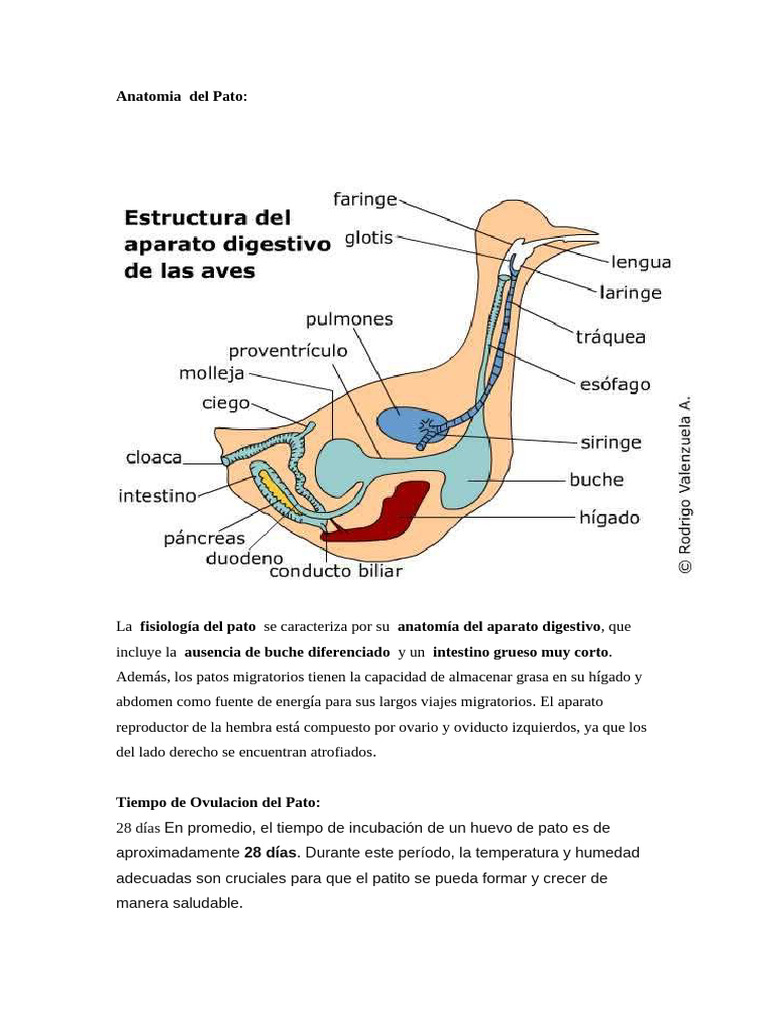 Anatomía y fisiología del pato | PDF | Pato | Domesticación