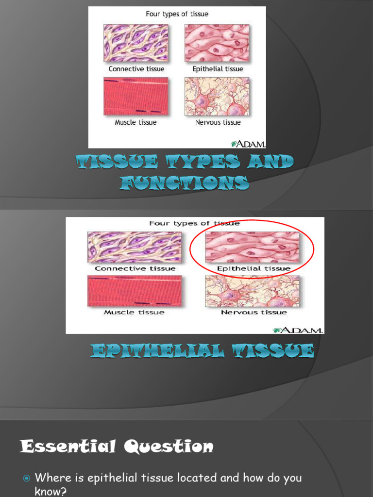 17 - 2019 - Tissue Types and Functions | PDF | Muscle | Bone