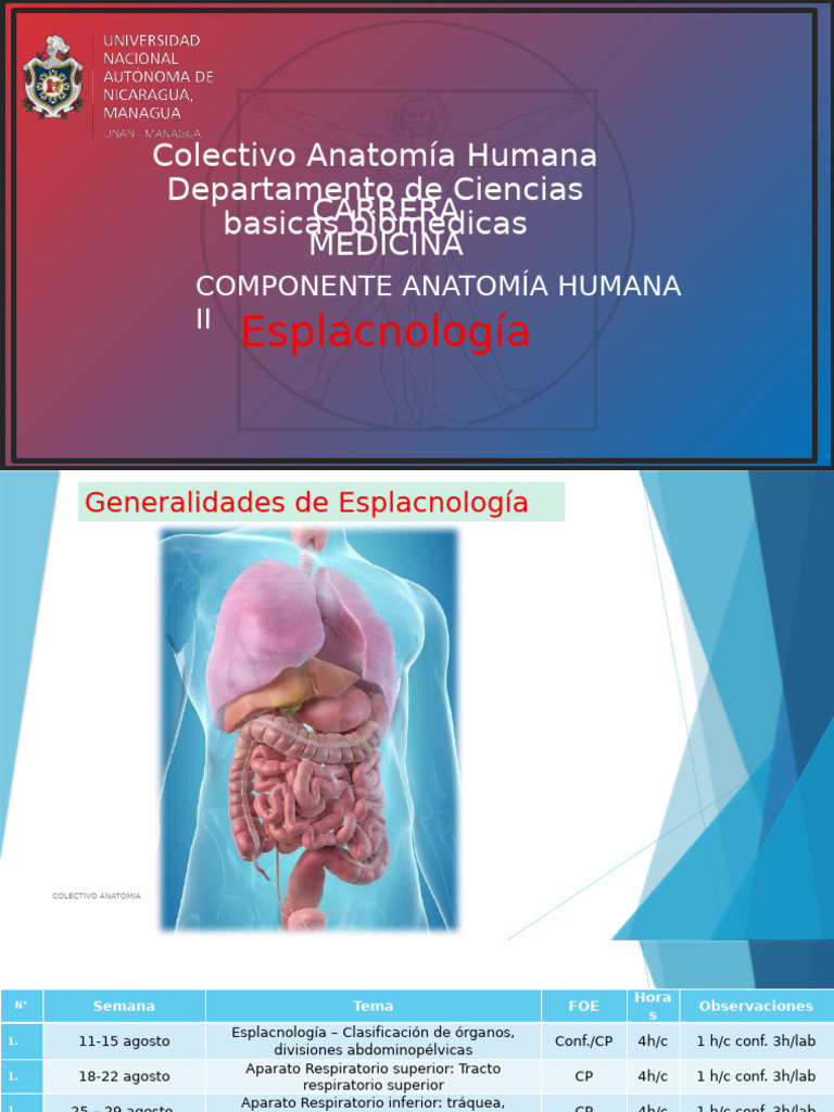 Esplacnología: Anatomía del Pecho y Órganos | PDF | Abdomen | Anatomía