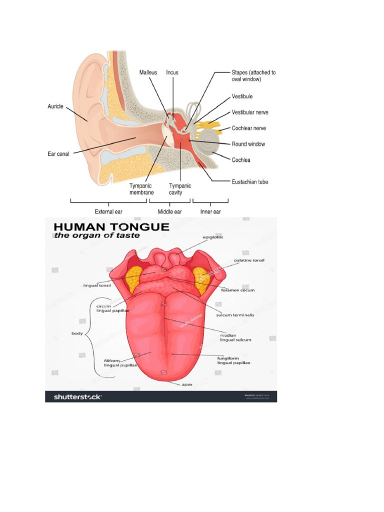 Sense Organs | PDF