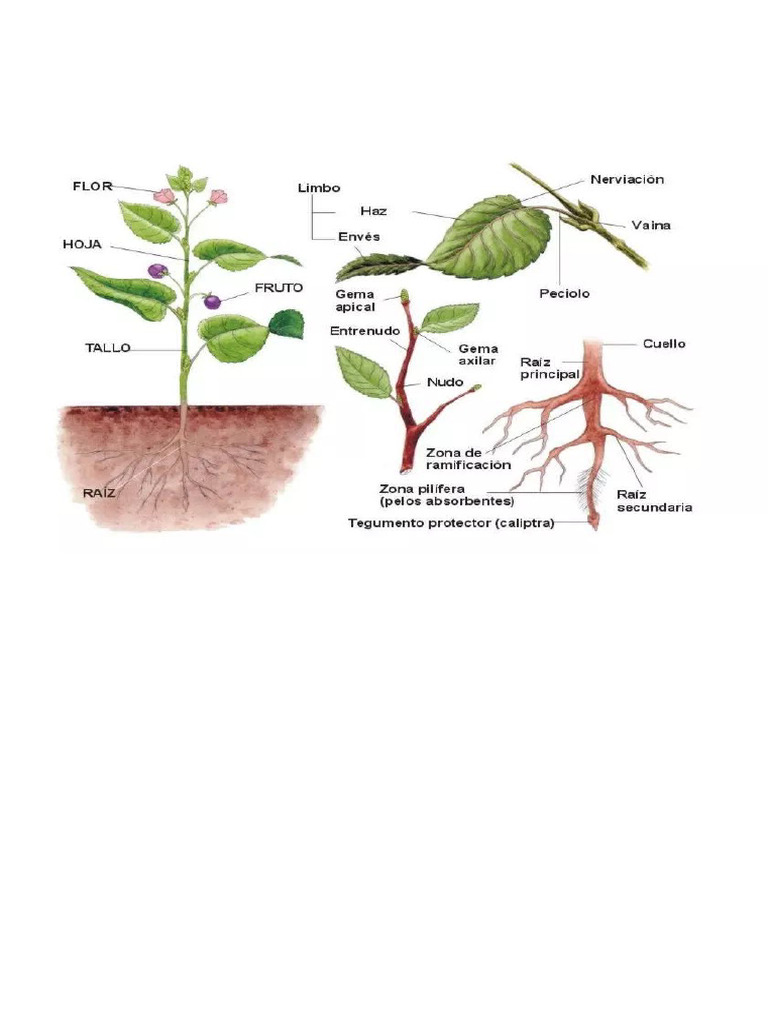 Las Partes de La Plantas | PDF | Plantas | Flores