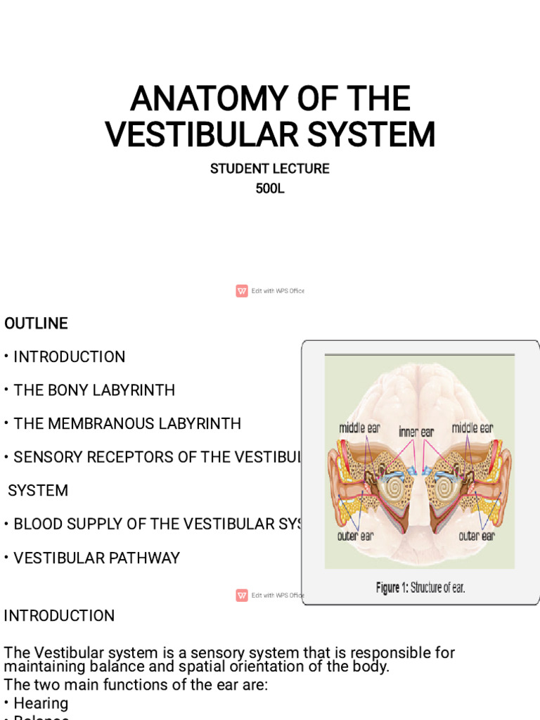 Vestibular System Anatomy Overview | PDF | Vestibular System | Ear