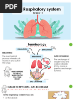 Structure and Function of The Gas Exchange System - Respiration and Gas ...