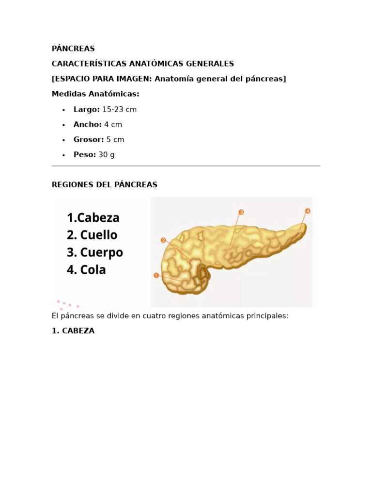 Características y funciones del páncreas | PDF | Páncreas | Digestión