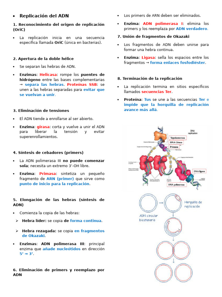 Replicacion ADN | PDF | Replicación De Adn | Rna