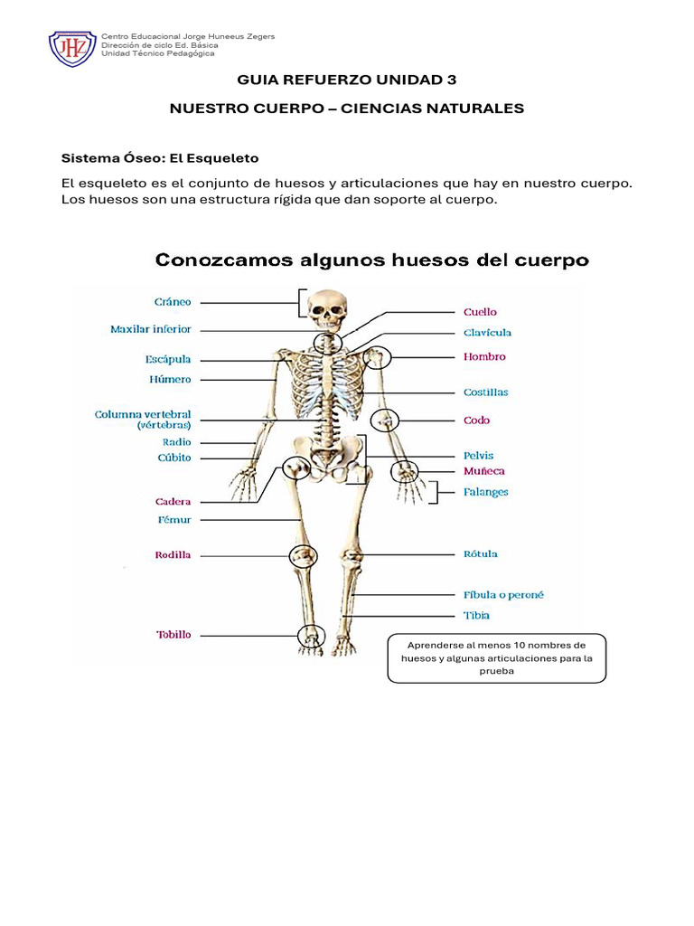 Guía de Refuerzo: Sistema Óseo y Muscular | PDF | Articulación | Músculo