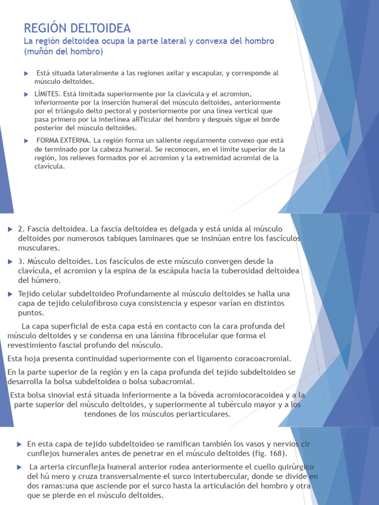 Anatomía de la Región Deltoidea | PDF | Hombro | Articulaciones