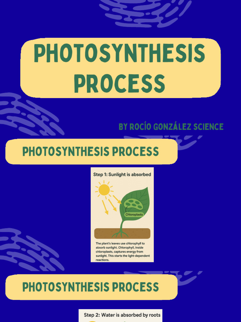 Photosynthesis Process Explained With Exercise PDF | PDF