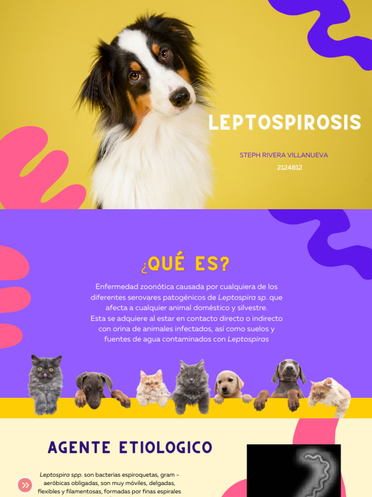 Leptospirosis: Causas y Síntomas en Perros | PDF | Especialidades ...